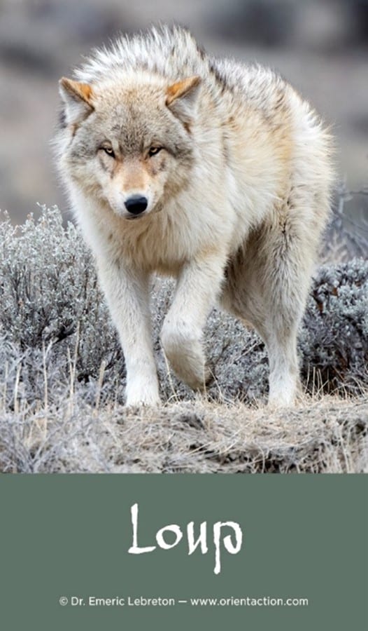 Quelle est la signification du loup comme animal totem