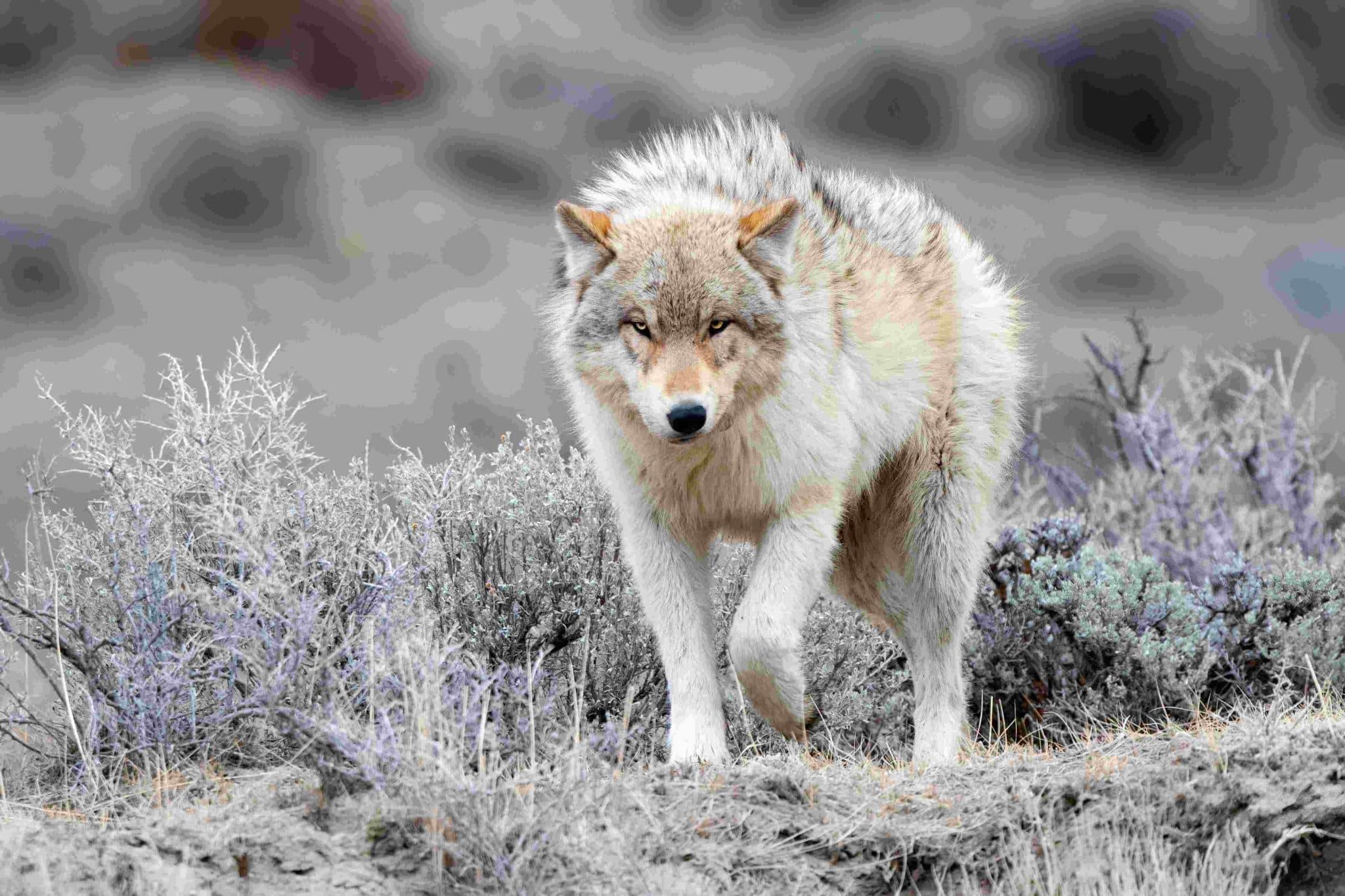 Quelle est la signification du loup comme animal totem