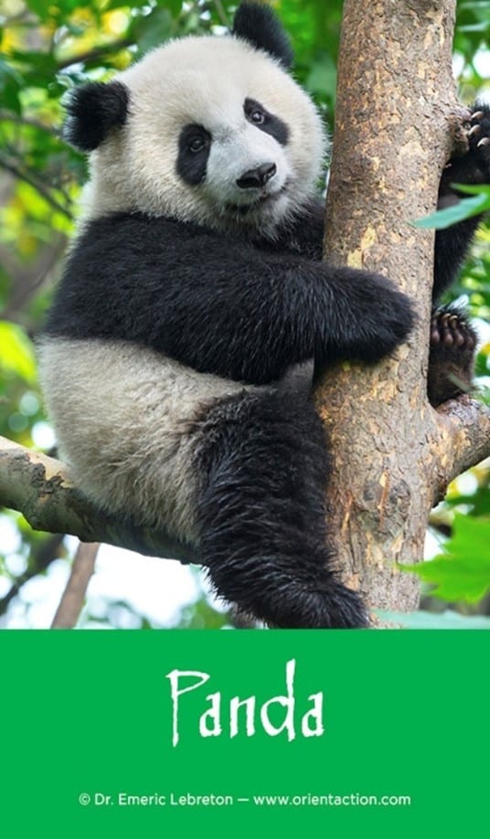 Quelle est la signification du panda comme animal totem