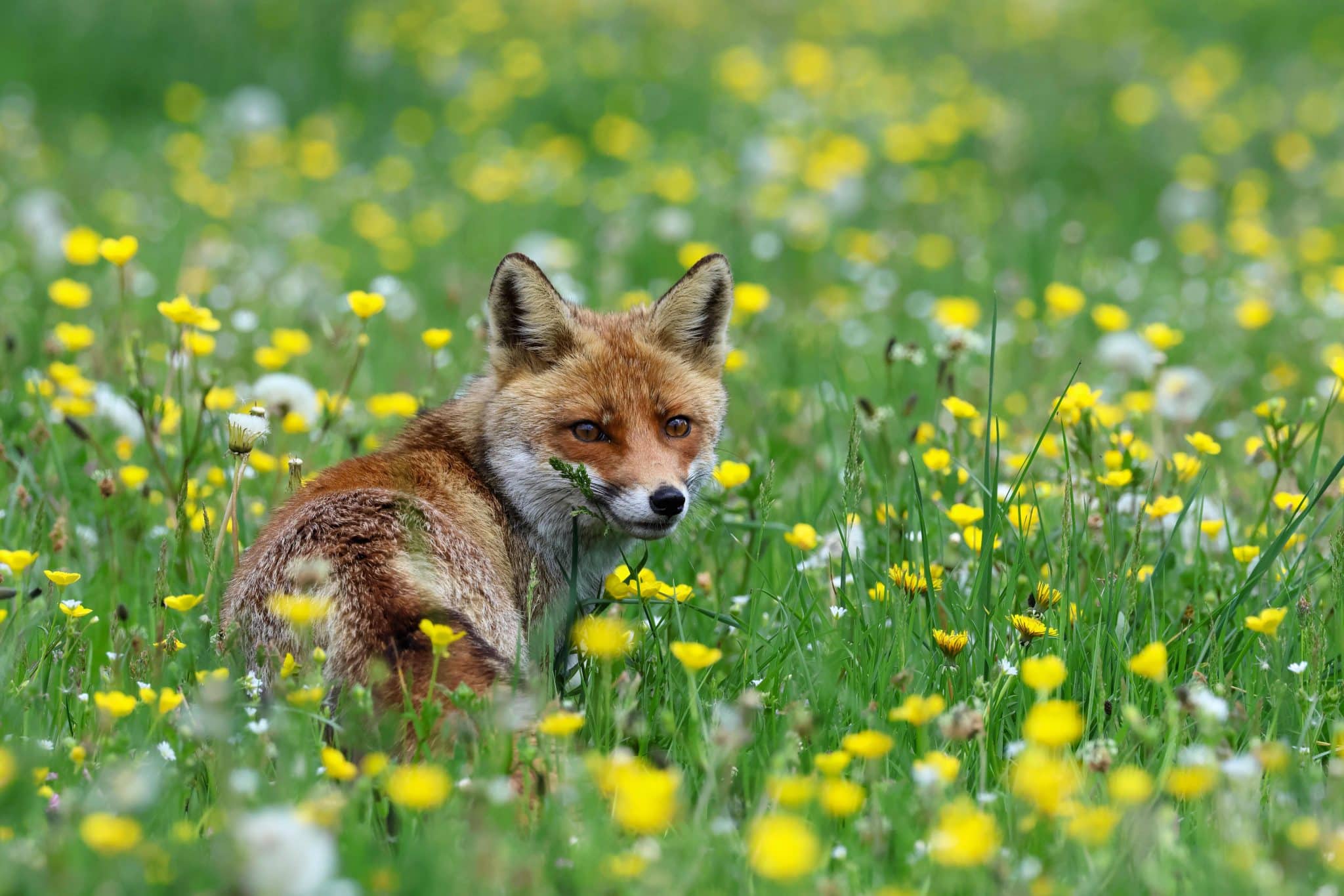 Quelle est la signification du renard comme animal totem